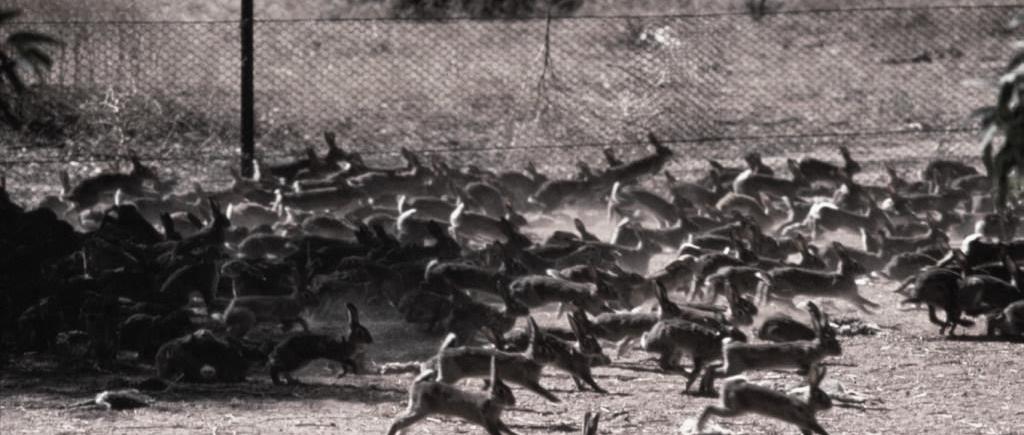 Crikey! The Man Who Brought the Rabbits to Australia had No Idea what ...