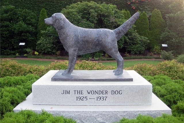 Meet Jim: The ‘Wonder Dog’ Who Correctly Picked Kentucky Derby Winners ...